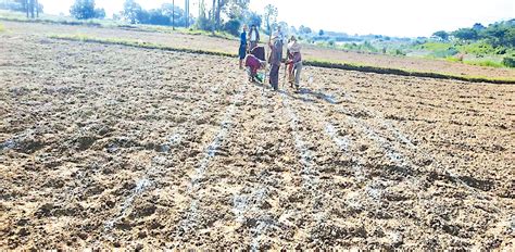 ပဲခူးမြို့နယ်၌ ၂၀၂၂ ၂၀၂၃ ဘဏ္ဍာနှစ် ဆောင်းသီးနှံစိုက်ပျိုးရာသီတွင် နေကြာ