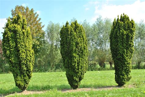 Taxus Baccata Fastigiata Aurea Taxus Baccata Fastigiata Aurea