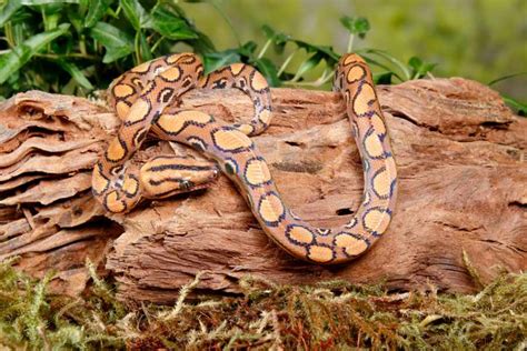 10 Fascinating Pet Snakes Discover The Amazing World Of Serpentine