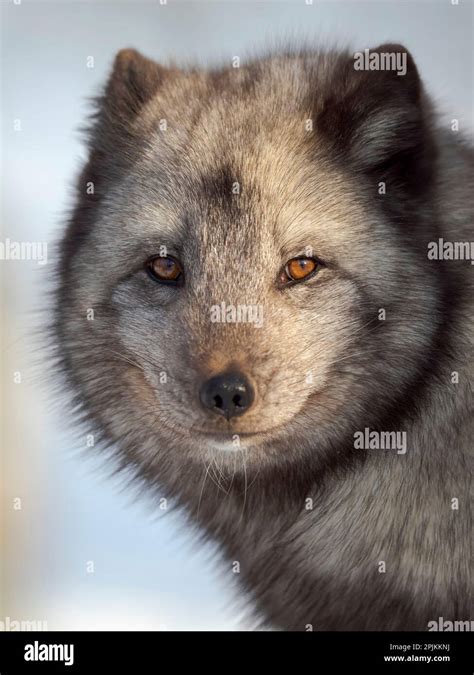 Arctic Fox Blue Morph In Deep Snow During Winter Europe Norway