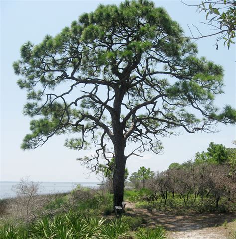 Slash Pine Tree Pinus Elliottii Exotic Rare Bonsai Tree 5 Seed