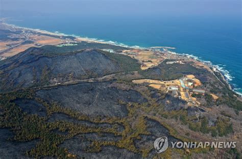 동해안 산불 강릉·동해 산불 90시간 만에 진화4천㏊ 잿더미 나무뉴스