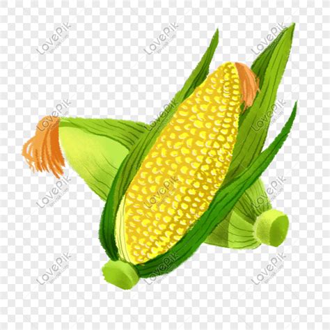 21 Gambar Kartun Tanaman Jagung Gambar Kartun Riset