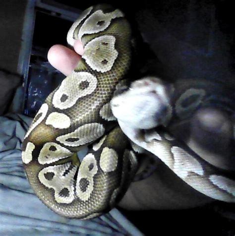 Morph And Genetics Could Someone Tell Me What Morph She May Be Ball