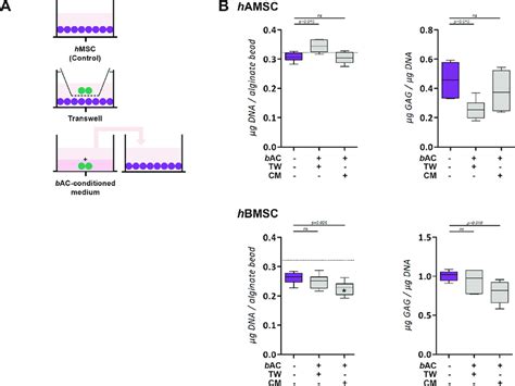 Paracrine Effect Of Bacs On Hamscs And Hbmscs A Schematic Overview