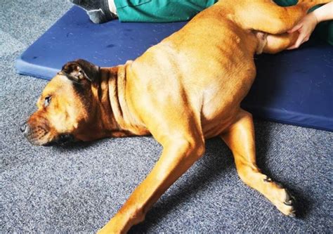 What You Need To Know About Hip Dysplasia In Dogs 2025