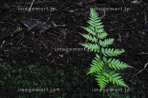 湿った暗い地面に緑色のシダの写真素材 117956582 イメージマート