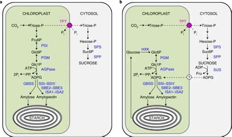 Carbohydrate Metabolism In Plant Synthesis And Catabolism Of Sucrose