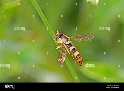 Hoverfly Sphaerophoria Taeniata Brockley Cemetery Lewisham London