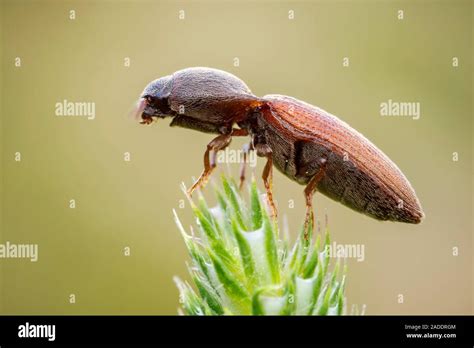 A Lateral View Of A Click Beetle Agriotes Sputator That Is Found In