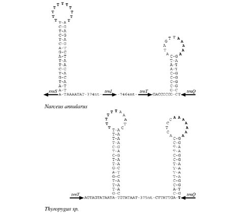 Potential Stem Loop Structures In The Noncoding Regions Of Millipede Download Scientific