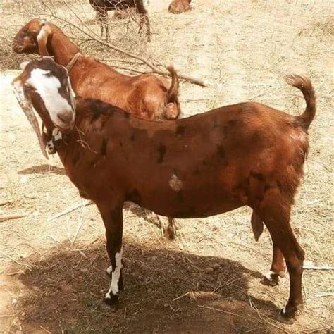 Brown Women Sirohi Female Goats Pregnant Milk At Rs 250kg In Ajmer