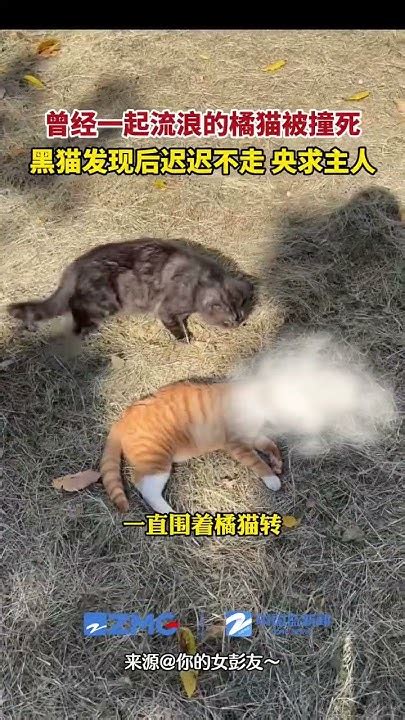主人看見自家黑貓遲遲不走，原來是它發現曾經一起流浪的橘貓被車撞死，于是發出喵喵叫聲仿佛央求主人 Youtube