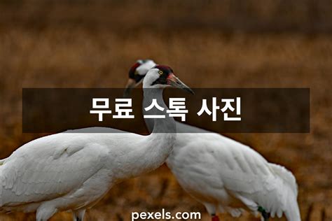 최고의 백일해 사진 · 100 무료 다운로드 · Pexels 스톡 사진