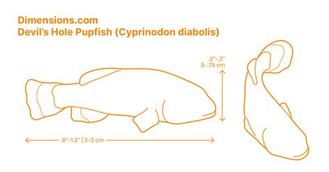 Largemouth Bass Dimensions And Drawings