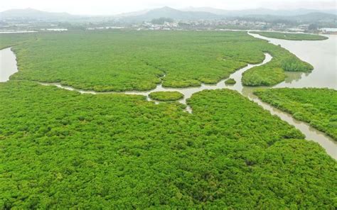15000亩天然红树林，“程村蚝”的保护者！ 红树林 新浪财经 新浪网