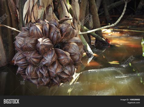Nipa Palm Fruit Image And Photo Free Trial Bigstock