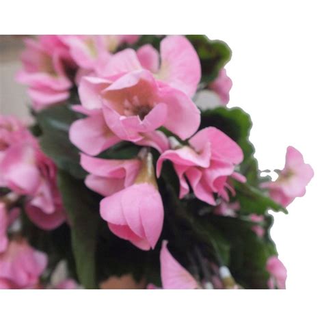 Artificial Trailing Geraniums From Evergreen Direct