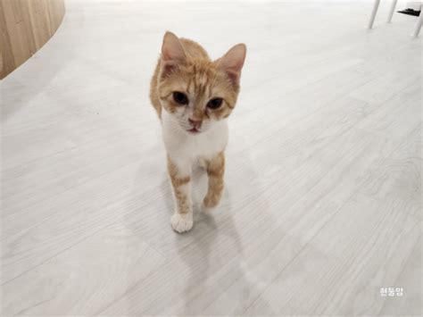 고양이 암수구별 고양이새끼 성별 구분 방법 네이버 블로그