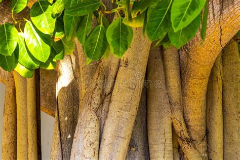 Huge Beautiful Ficus Maxima Fig Tree Playa Del Carmen Mexico Stock