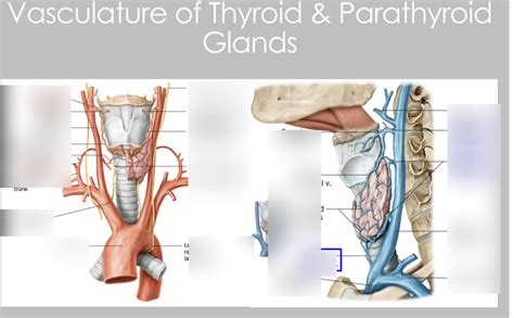 Thyroid And Parathyroid Vasculature Diagram Quizlet