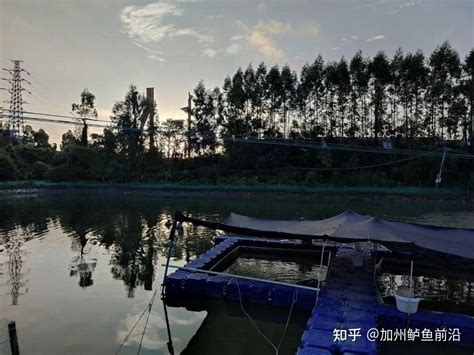 最近有这种状况的加州鲈，可能中了诺卡氏菌的招了！ 知乎