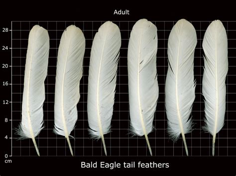 Bald Eagle Age Identification