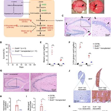 Various Methods For Delivering CRISPR Cas9 Components The Schematic