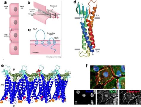Localization And Molecular Structure Of Claudins A Model Mucosal