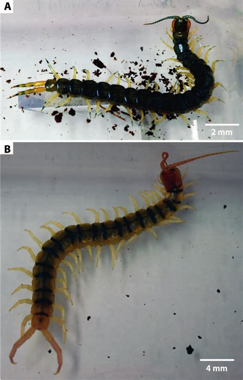 Examples Of Myriapods