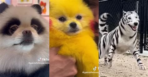 El Peluquero De Perros Que Llegó Con Dos Tijeras A Eeuu Y Ahora Factura