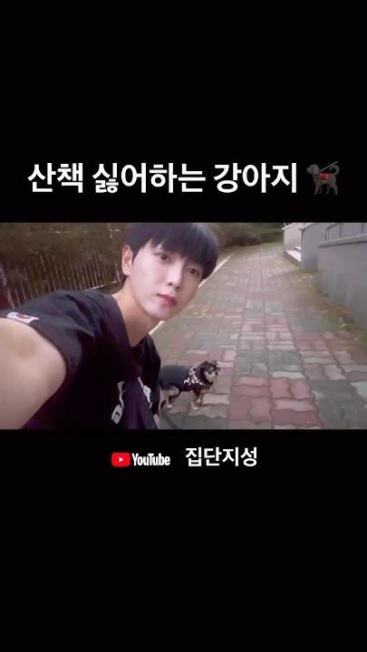 🐶산책 싫어하는 강아지🐶 Vlog 집단지성 박지성 Parkjisung Youtube