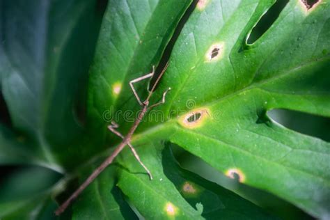 Stick Insect On The Green Leaf At The Tropical Forest In Gunung Mulu
