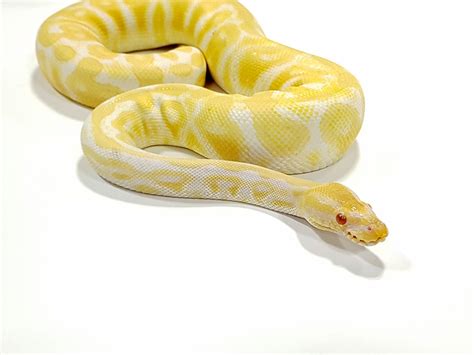 Morph List World Of Ball Pythons