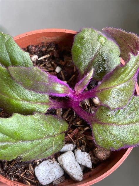 Purple Passion Plant Gynura Aurantiaca Furniture And Home Living