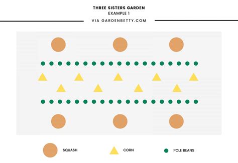 How To Plant A Three Sisters Garden Visual Layouts Included Garden