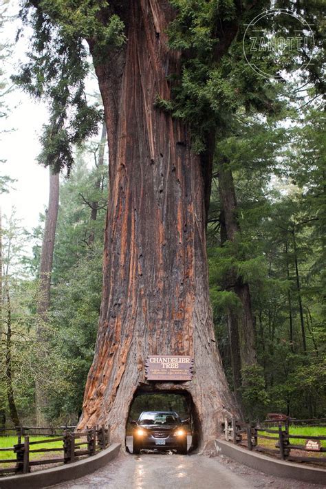 Road Trip: Northern California | Boom fotografie, Natuurwonderen ...
