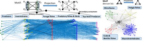 Motif Clustering In The Florida Bay Food Web Left Inhomogenous Case Download Scientific