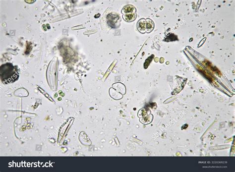 Diatoms Algae Protozoans Fresh Water Under Stock Photo 2220369239