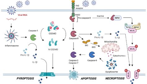 A Simplified Model Of Caspases Activation Upon Sars Cov 2 Cell