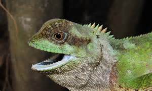 New Lizard Species Discovered With Sharp Knife Like Spines