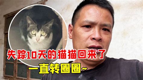 失踪十天的猫回来了，一直转圈圈，瘦的只剩下半条命了【桥头小何】 Youtube