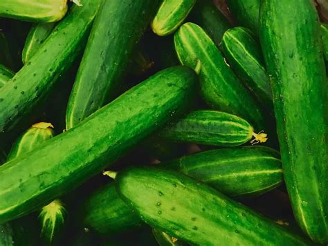 Cucumbers Minneopa Orchards