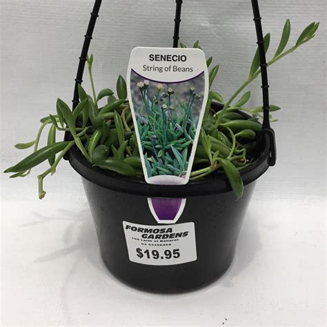 String Of Beans Senecio Hanging Basket Formosa Gardens Nursery Ballarat String Of Beans Senecio Hanging Basket Formosa Gardens Nursery Ballarat