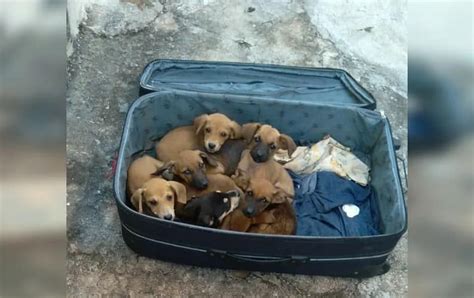 filhotes de cachorro são encontrados dentro de mala abandonada
