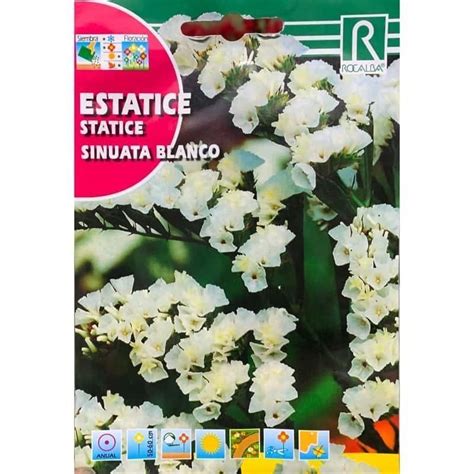 Statice Sinuata Blanco