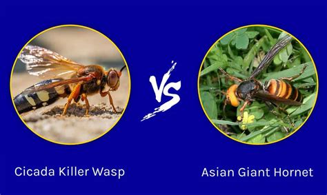 Asian Giant Hornet Vs Cicada Killer Wasp