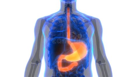 Anatomia Do Estômago Do Sistema Digestivo Dos órgãos Do Corpo Humano