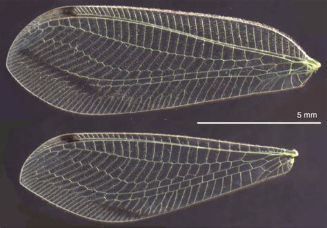 Leucochrysa L Boxi Forewing Upper Hindwing Lower Tucumán