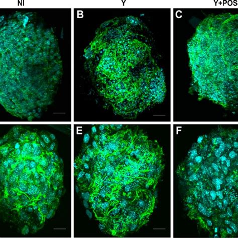Immunofluorescence Analysis Of Laminin A C And Fibronectin D F Download Scientific Diagram